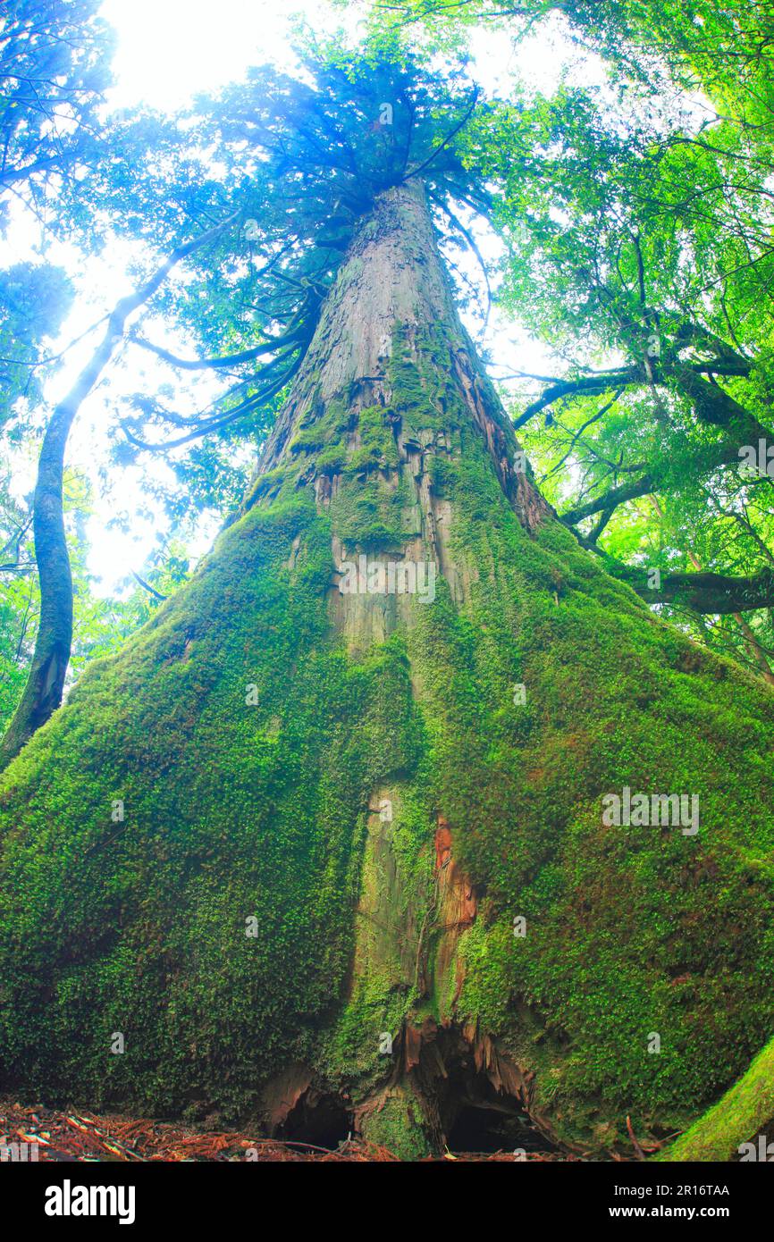 Big tree of Yakusugi Stock Photo - Alamy