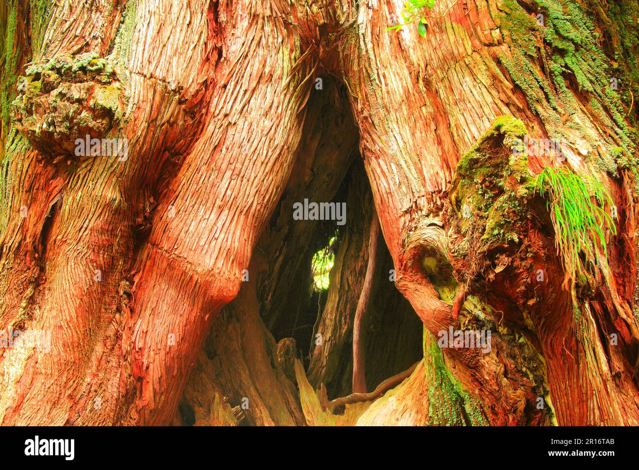 Hole in tree trunk Stock Photo - Alamy