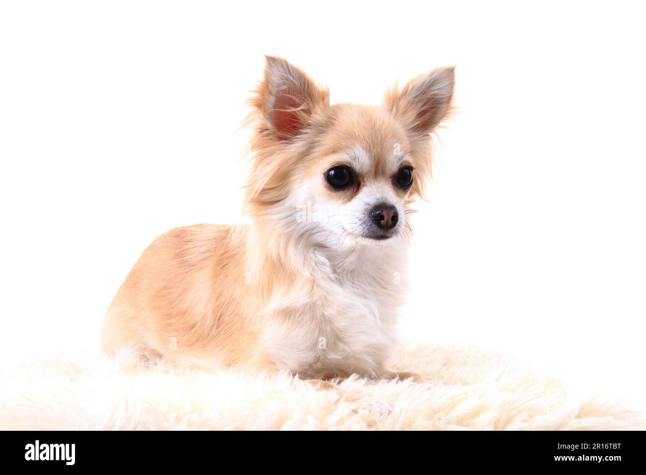 small chihuahua puppy is resting at home Stock Photo - Alamy