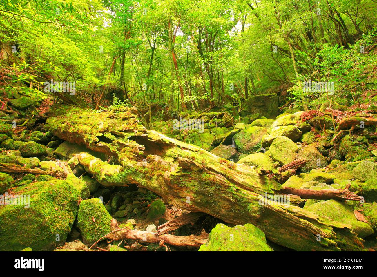 Low angle forest landscape hi-res stock photography and images - Alamy
