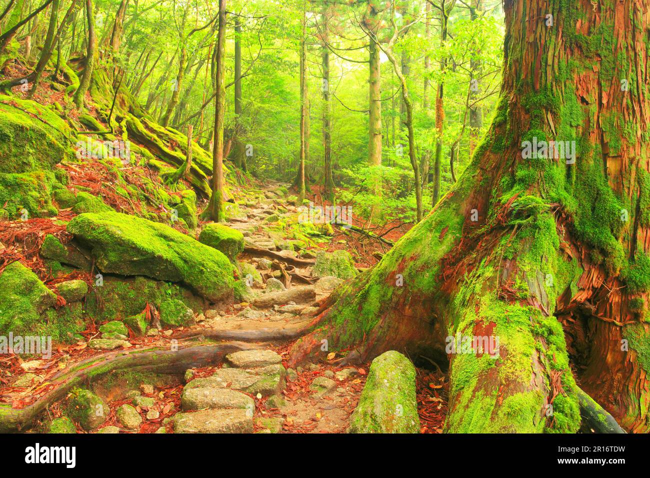 Mountain trail with Yakusugi tree Stock Photo - Alamy