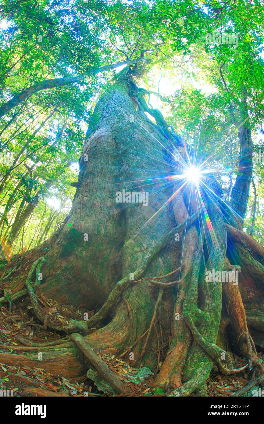 Cedar roots hi-res stock photography and images - Alamy