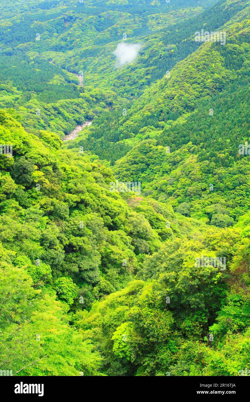 The virgin forest hi-res stock photography and images - Alamy
