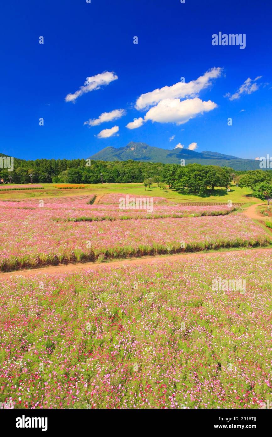 Kurohime plateau and cosmos field and Myoko mountain Stock Photo - Alamy