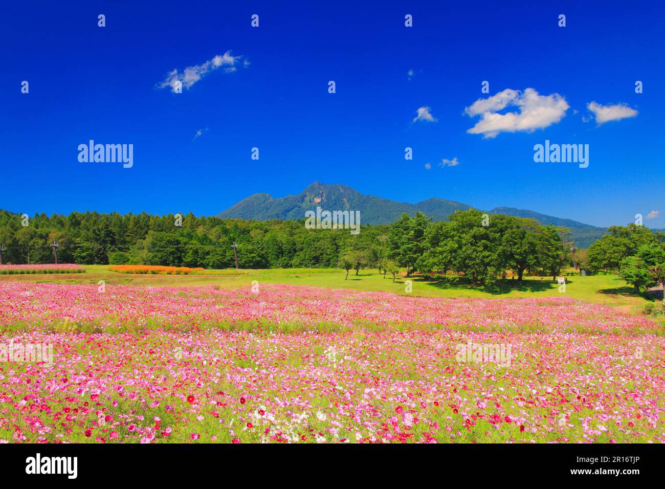 Kurohime plateau and cosmos field and Myoko mountain Stock Photo - Alamy