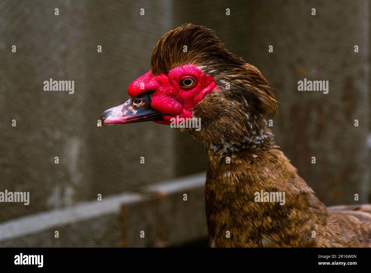 portrait of a domestic dumb duck with Red beak in a hen house, in the ...