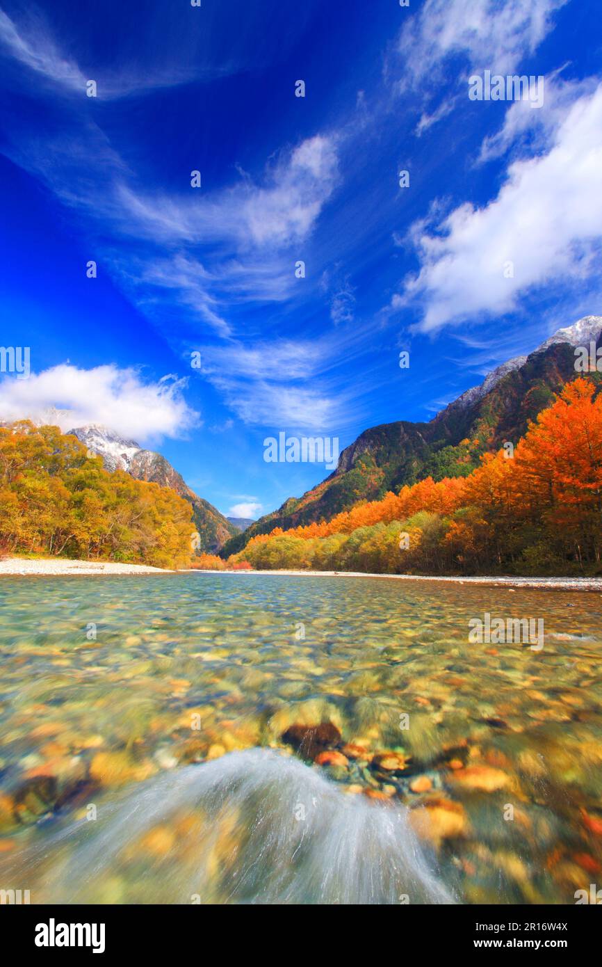 Autumn larch tree, clear stream of Azusa river, and Roppyakuzan Stock ...