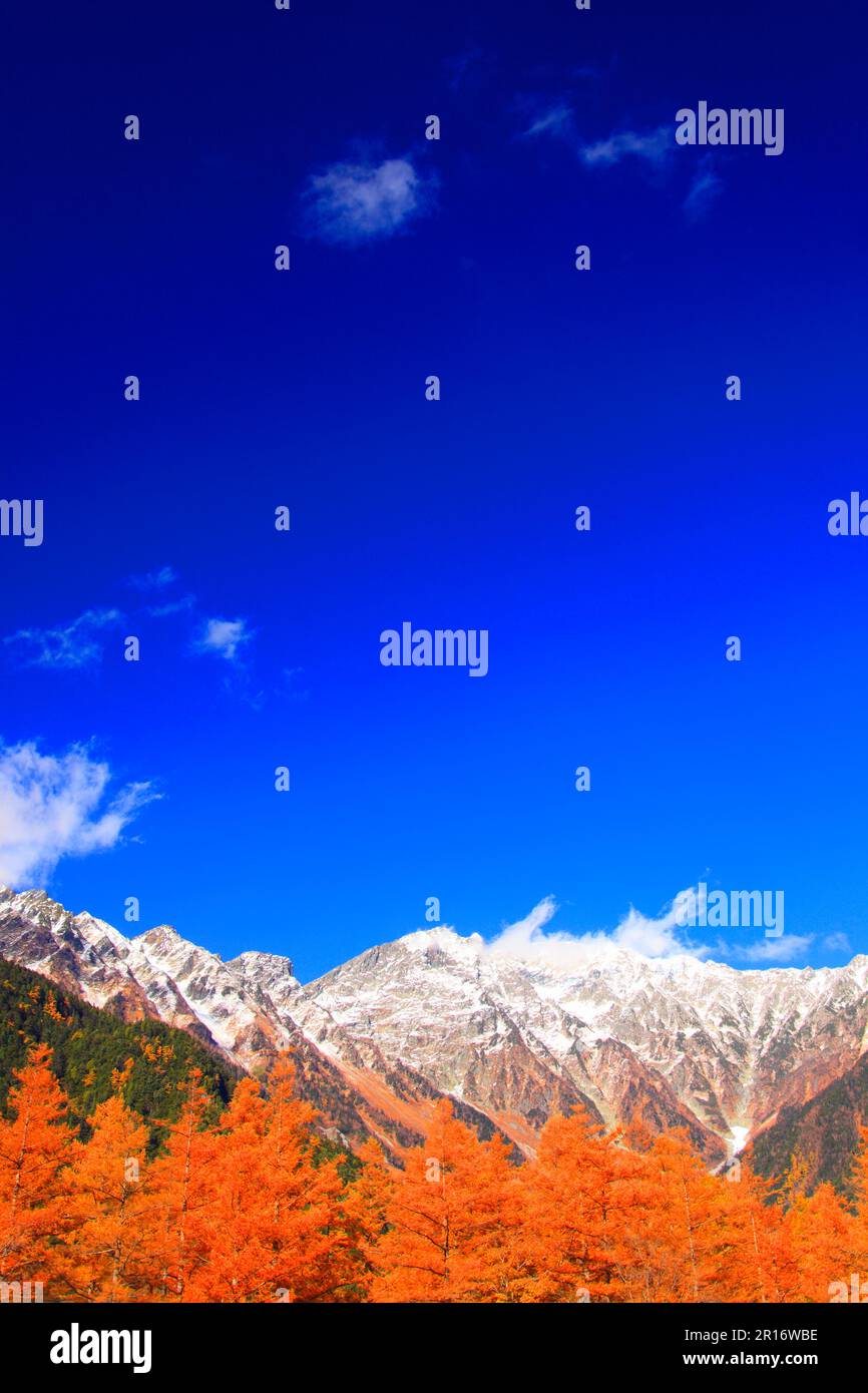 Autumn larch trees and Hodaka mountain range with fresh snow Stock ...