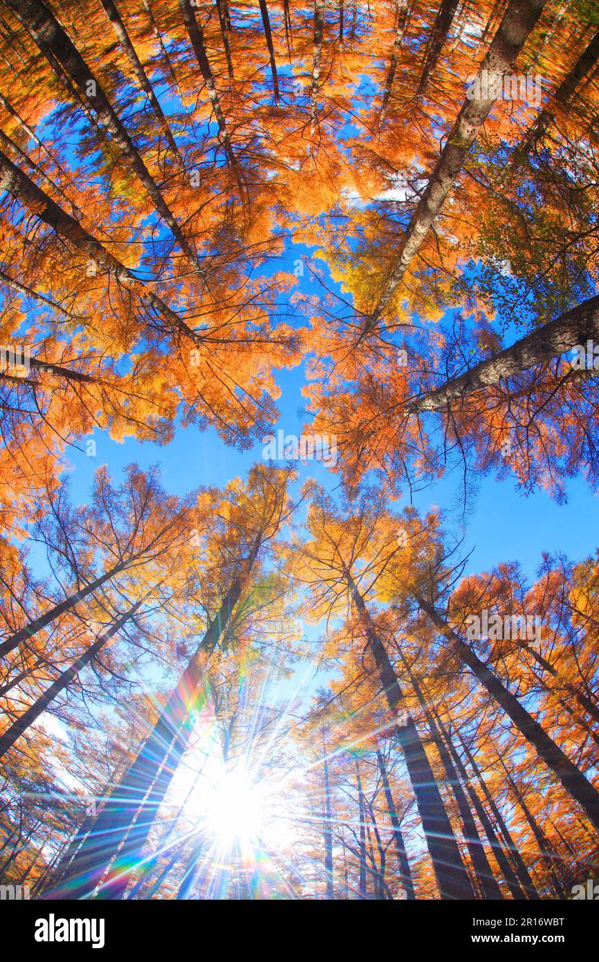 Autumn larch trees and sunlight filtering through trees Stock Photo - Alamy