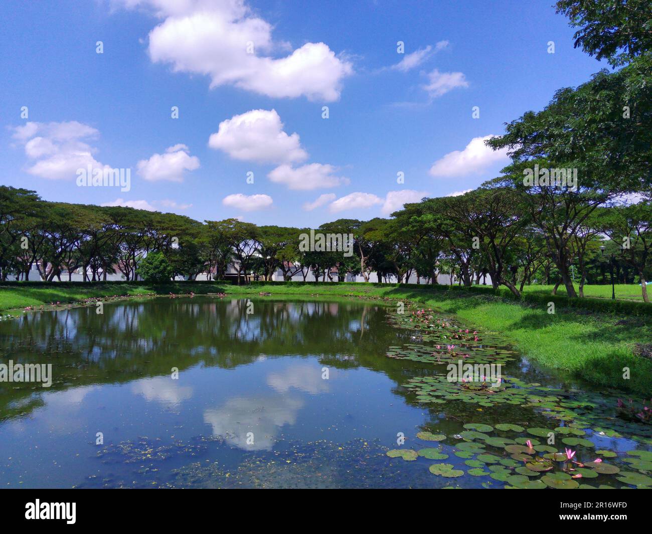 Water lilly on lake against hi-res stock photography and images - Alamy