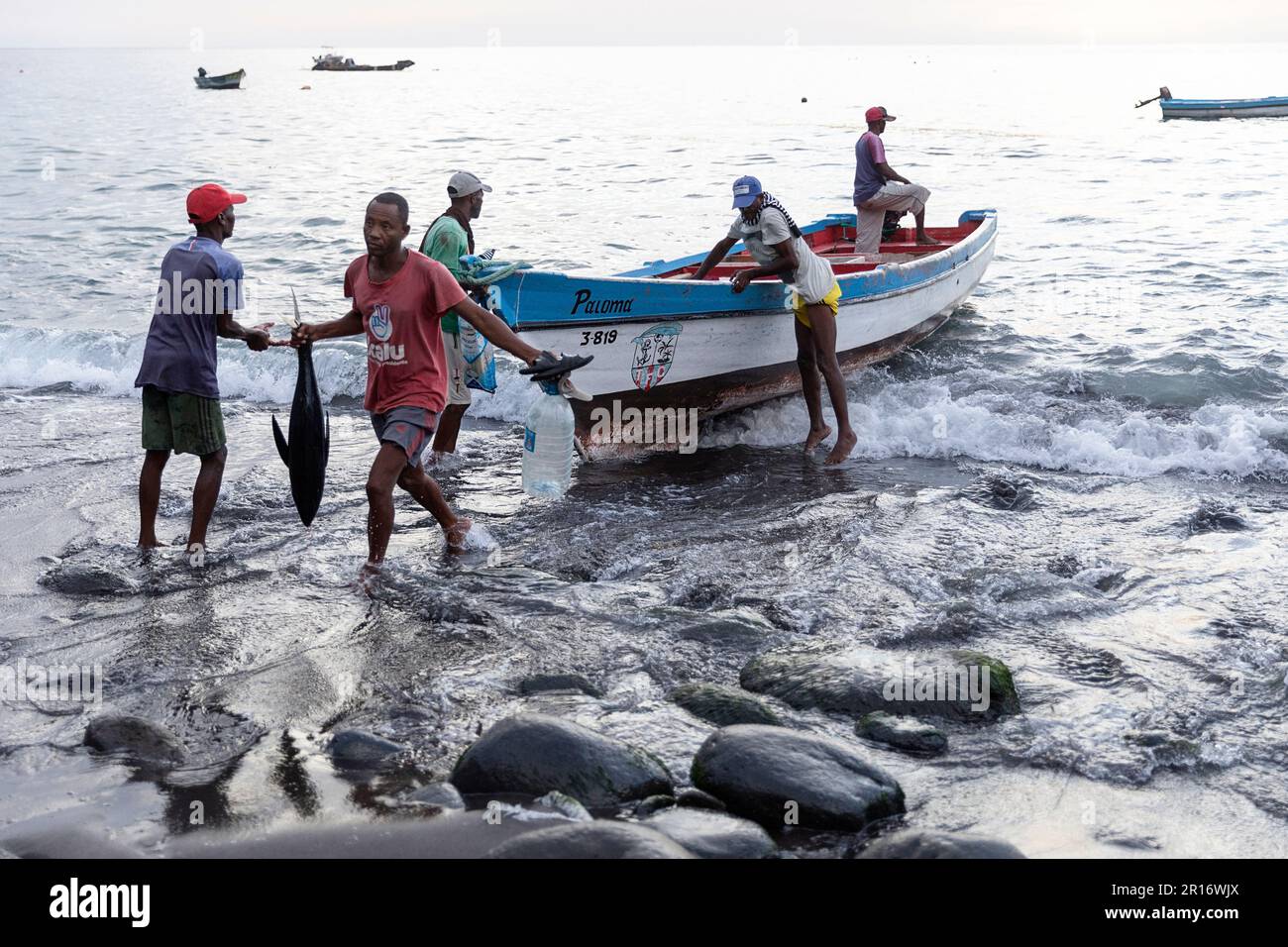 Local fisherman collecting daily catch, small tuna fish from a wooden ...