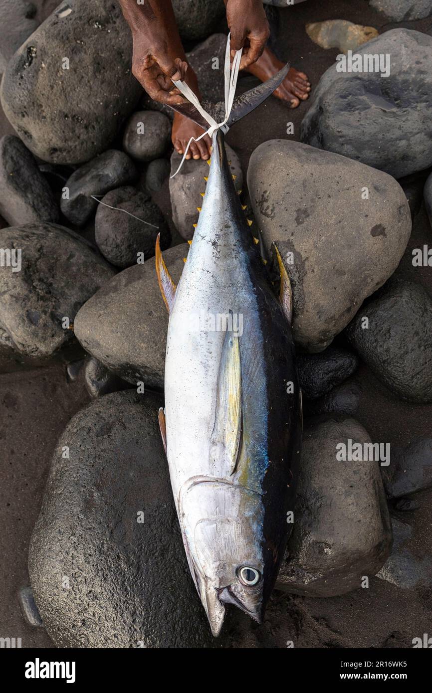 Big tuna fish hi-res stock photography and images - Alamy