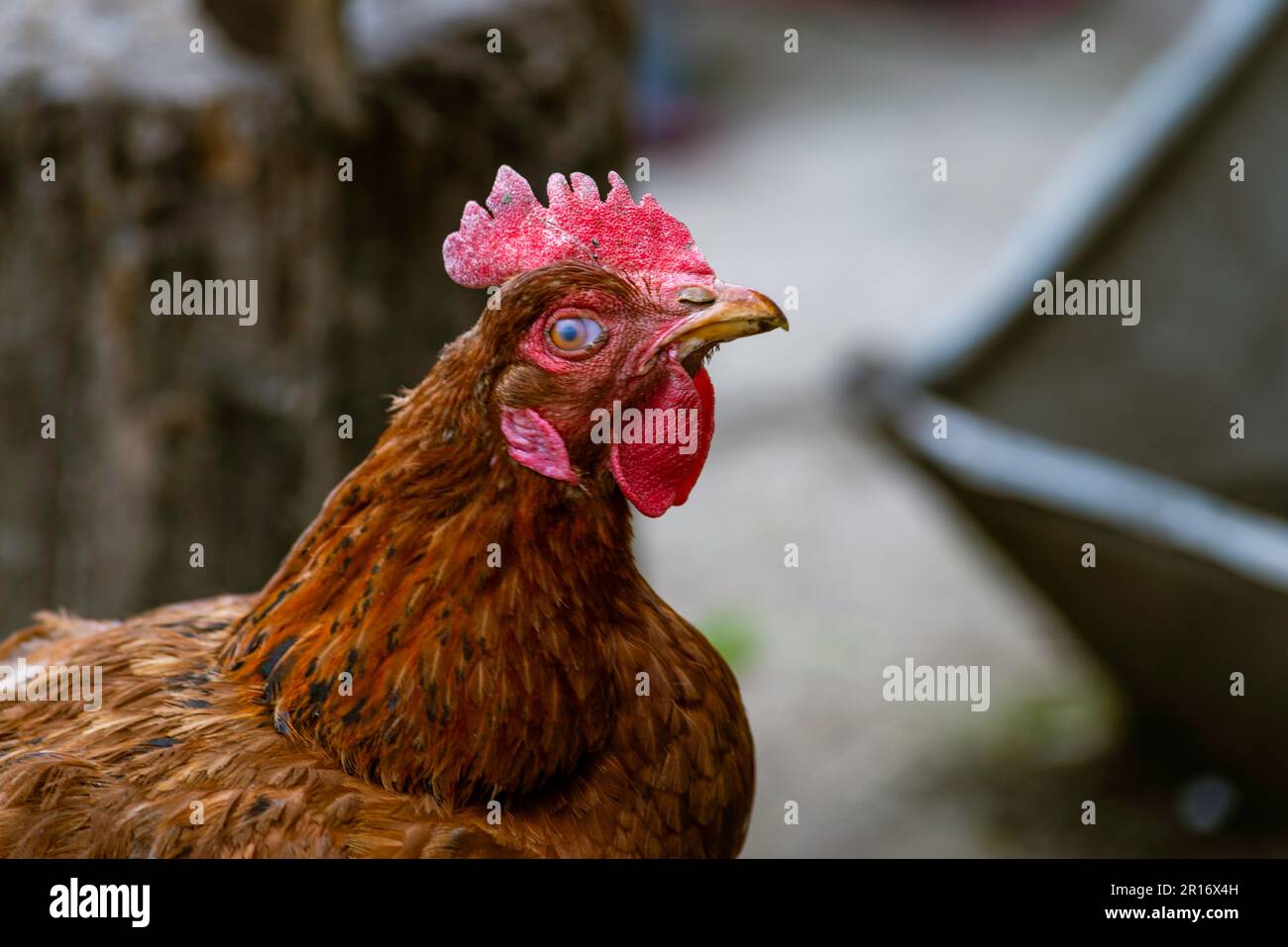 Portrait of the red orpington chicken hen on the grass hen nibbling on ...
