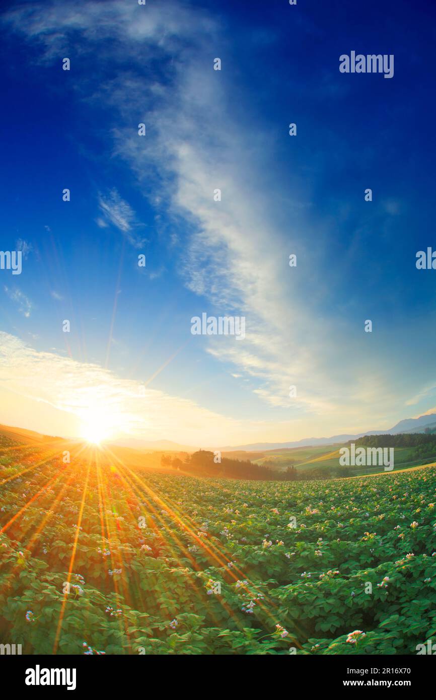 Shaft of lite of blooming potato fields, Mount Taisetsuzan and the ...