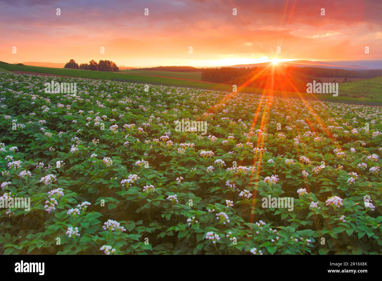 Shaft of light on blooming potato fields and the morning sun Stock ...