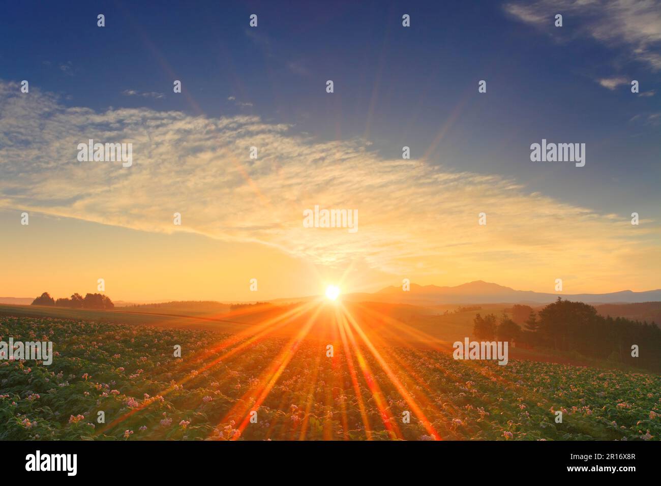Shaft of light on blooming potato fields, Mount Taisetsuzan and the ...