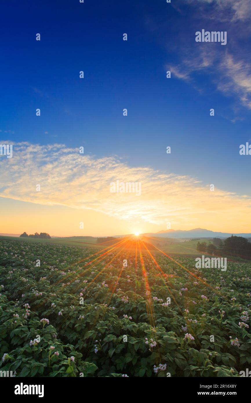 Shaft of light on blooming potato fields, Mount Taisetsuzan and the ...