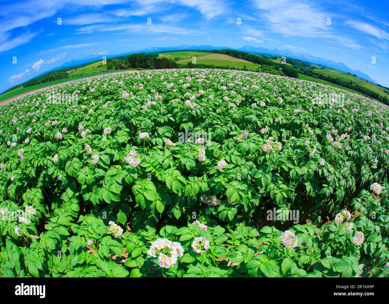 Blooming potato fields, Tokachi mountain range and Mount Taisetsuzan ...