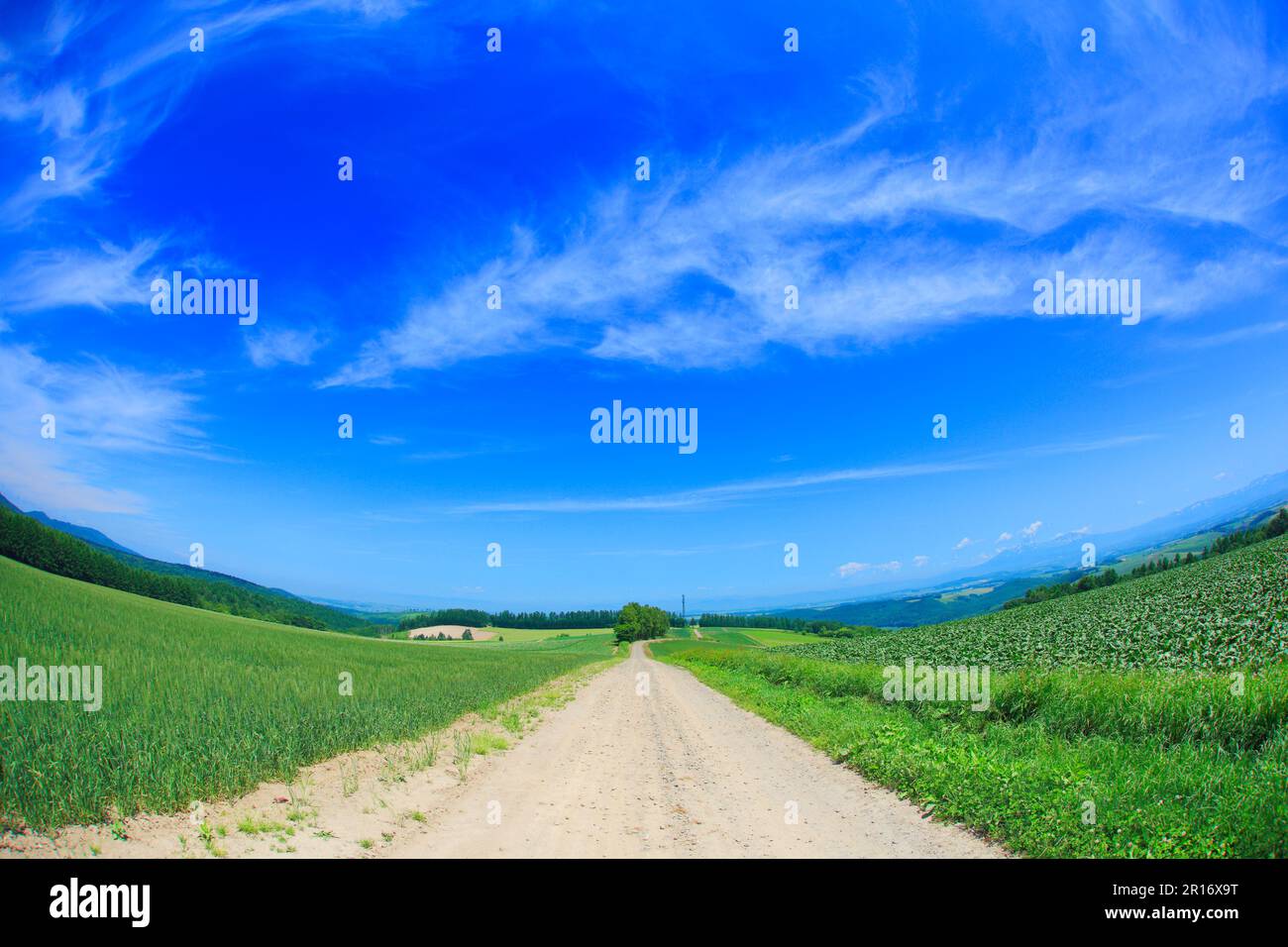 Wheat fields, beat fields, roads, and Mount Taisetsuzan, fisheye lens ...
