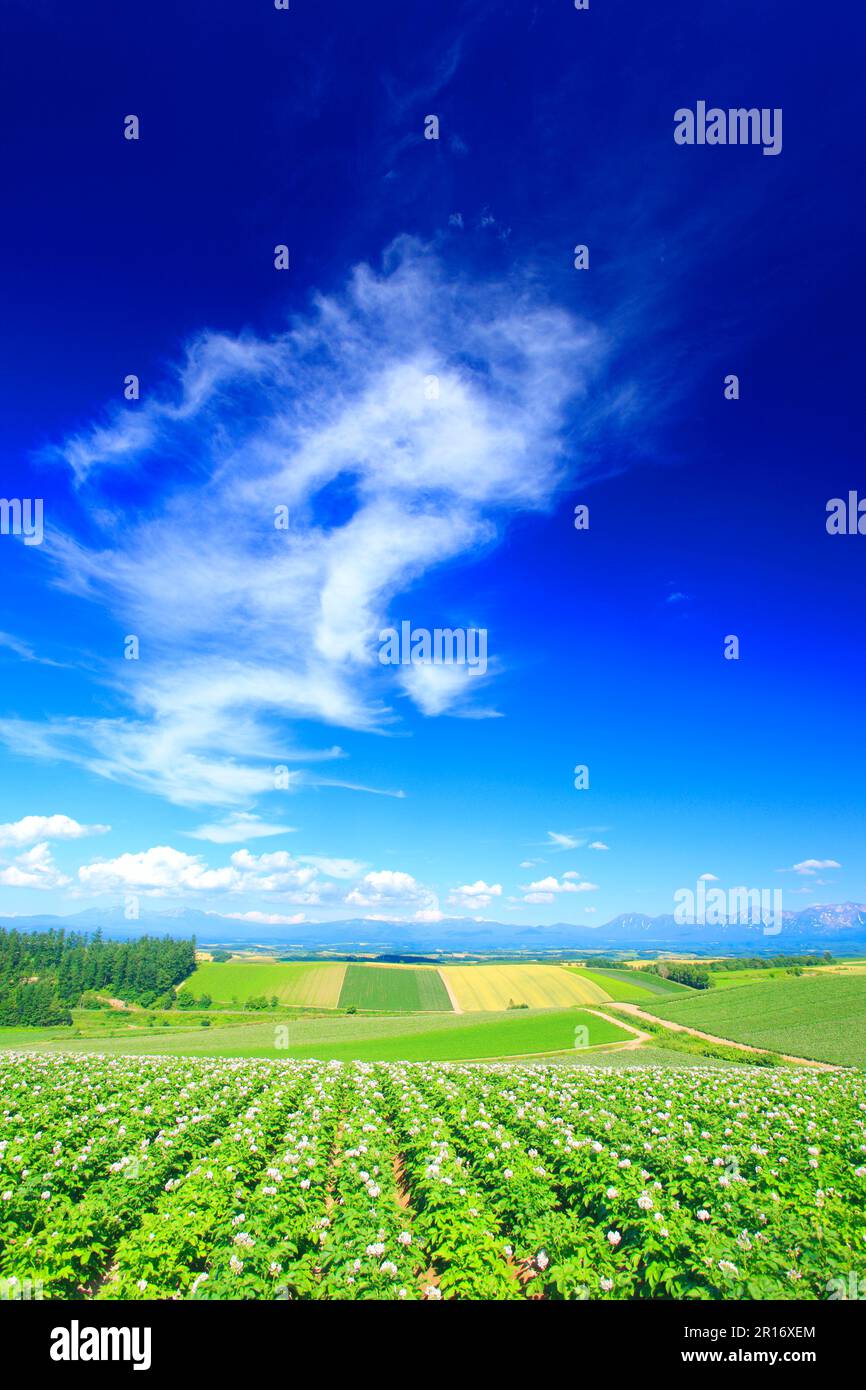 Blooming potato fields, Mount Taisetsuzan, and the Tokachi mountain ...