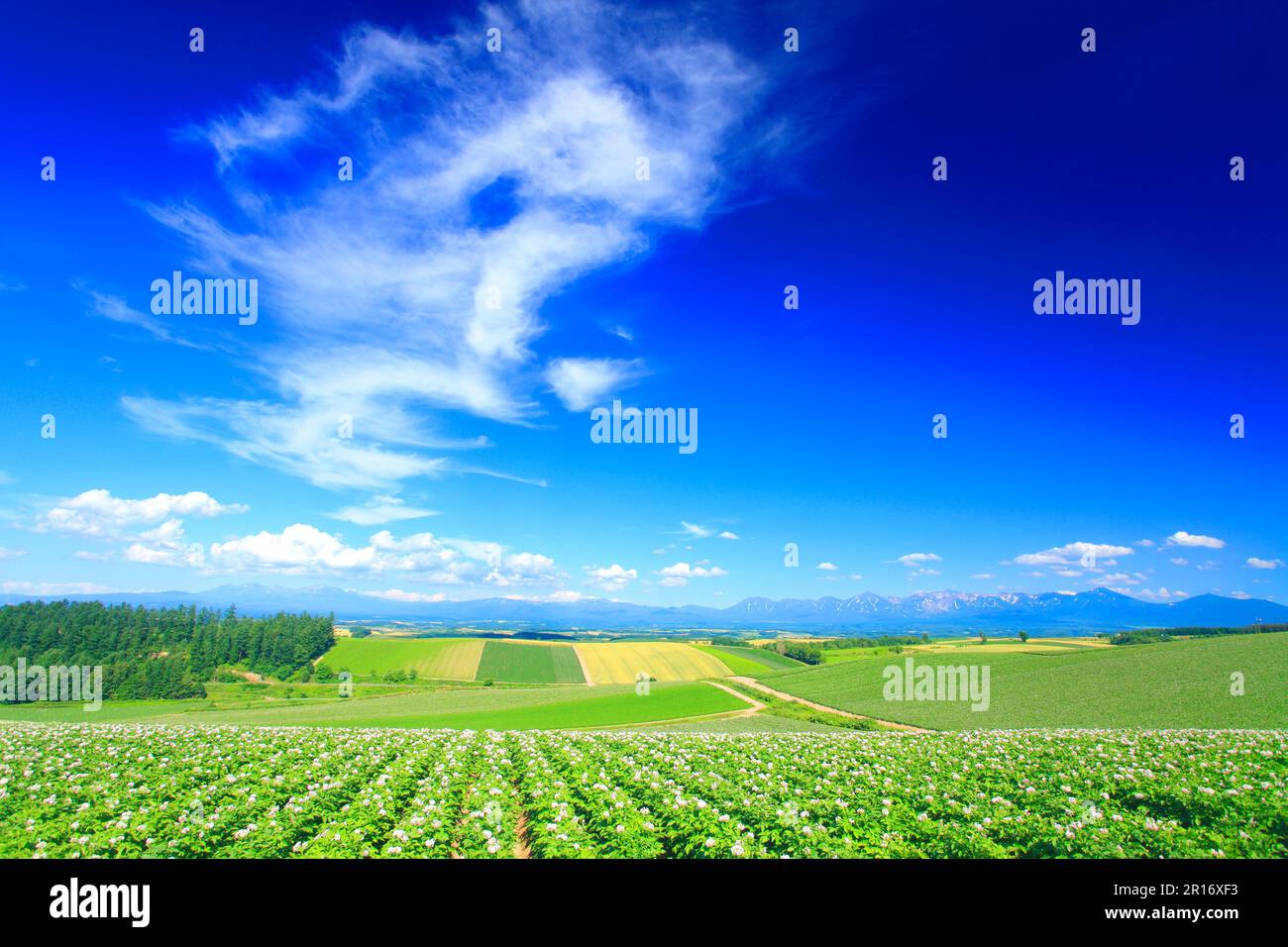 Blooming potato fields, Mount Taisetsuzan, and the Tokachi mountain ...