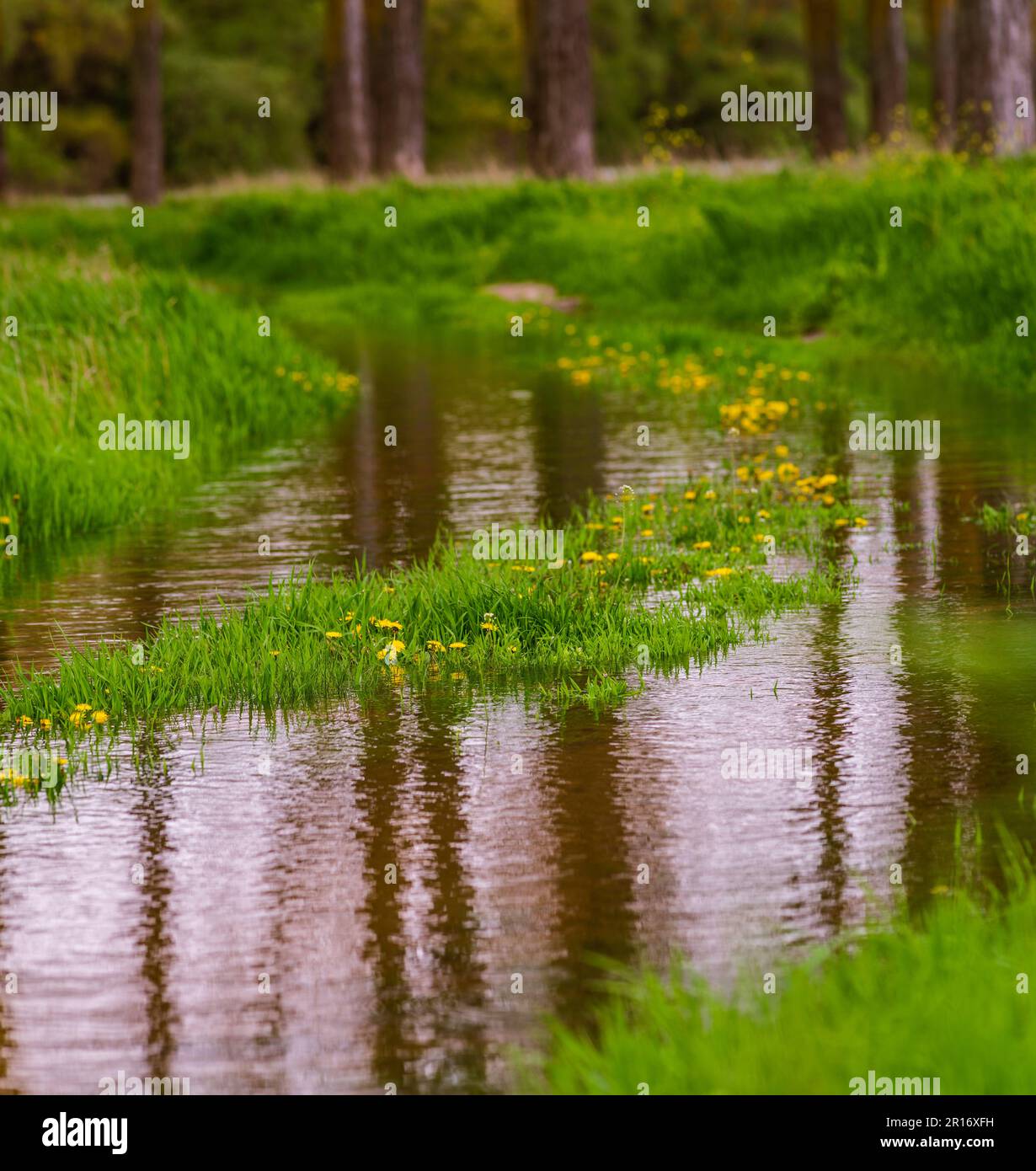 Mud large puddle rural road green grass field dandelion forest concept ...