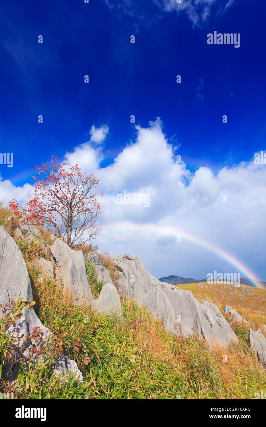 Limestone of Karst plateau , persimmon trees , rainbow and mountain ...