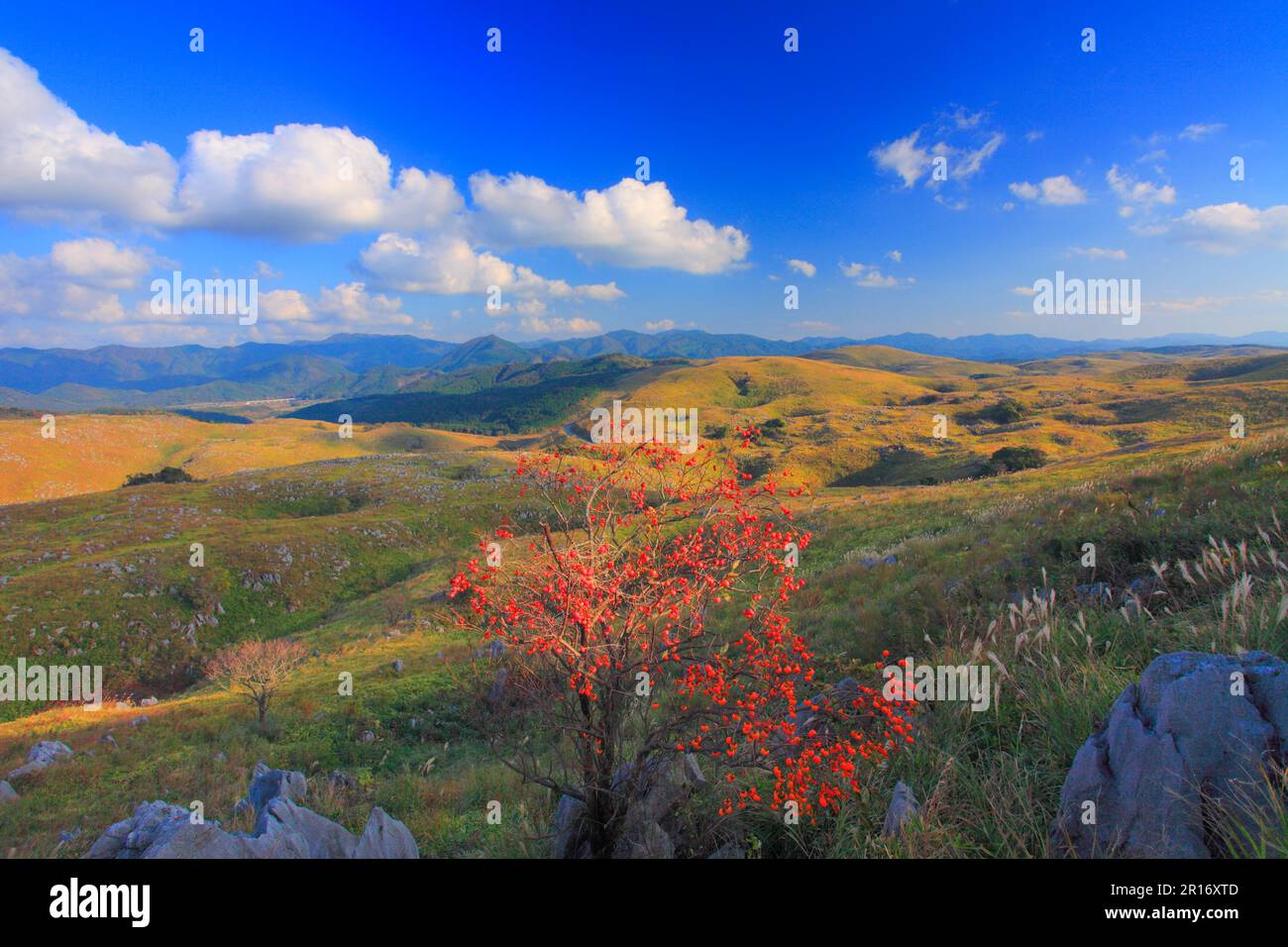 Persimmon trees and mountain ranges such as mount Gongenyama and Karst ...