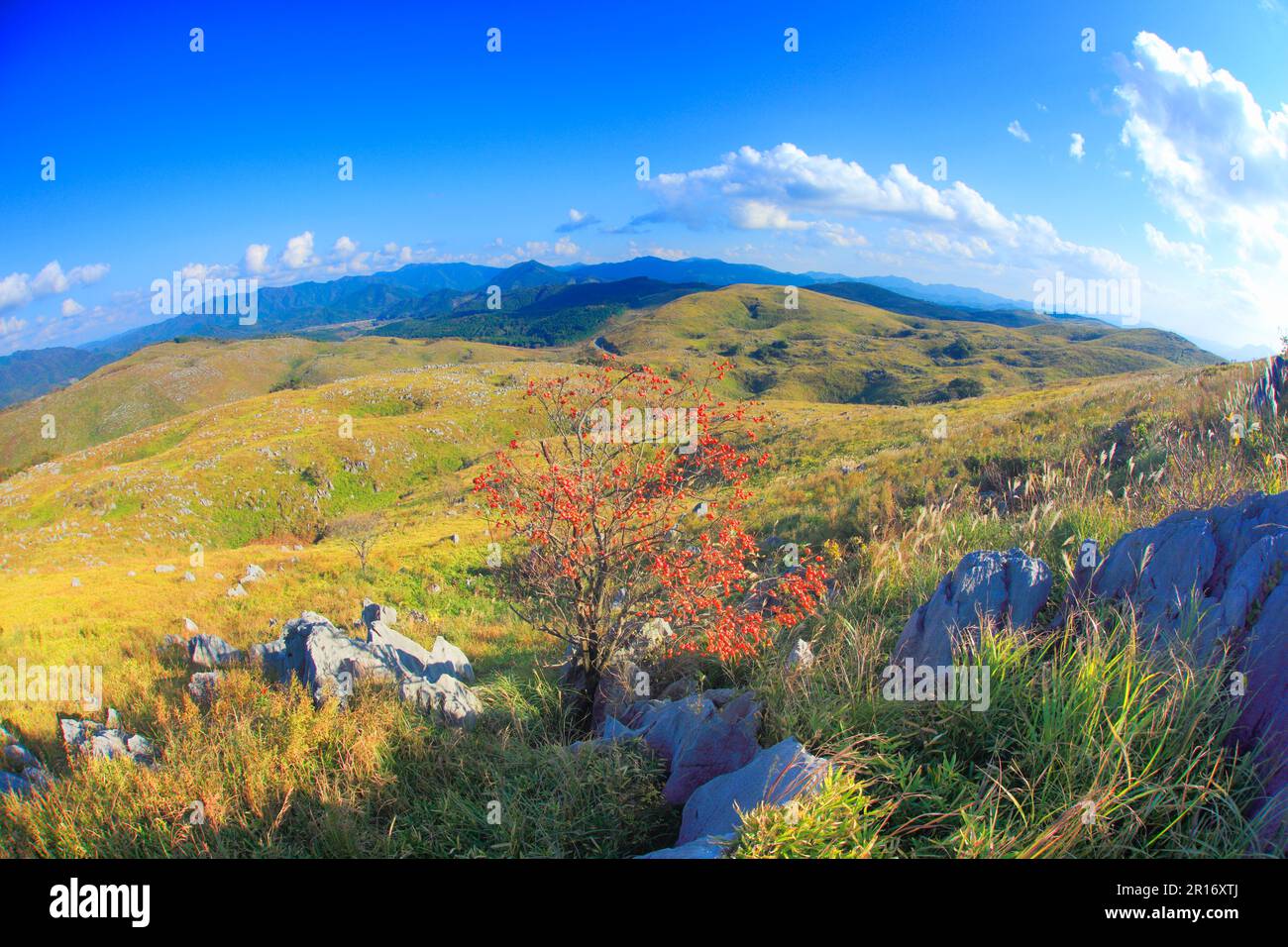 Persimmon trees and mountain ranges such as mount Gongenyama and Karst ...