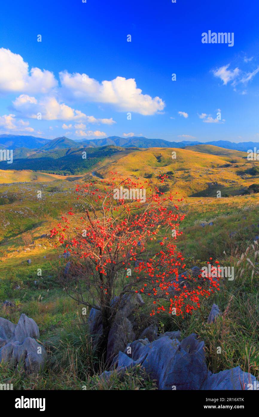 Persimmon trees and mountain ranges such as mount Gongenyama and Karst ...