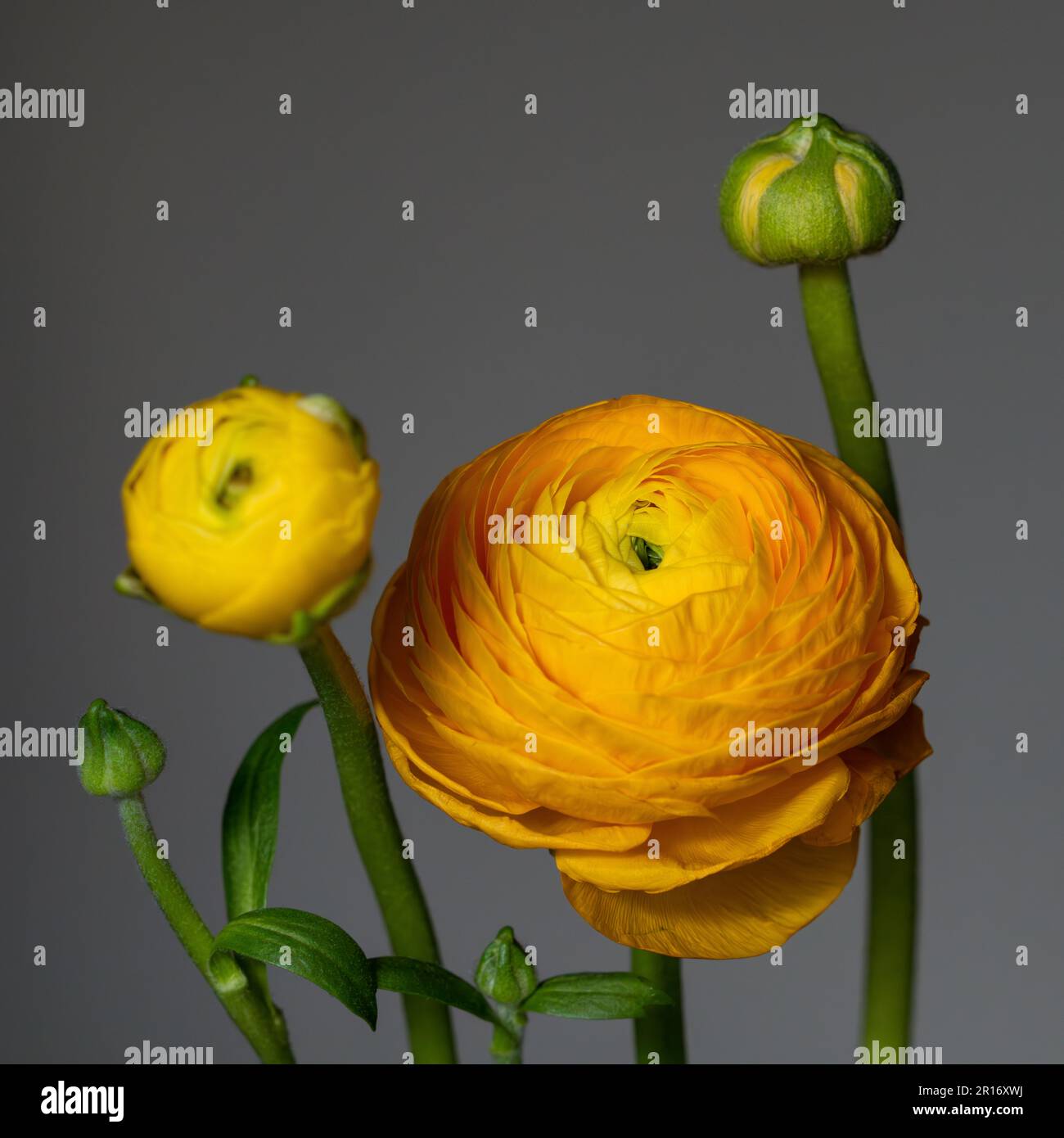 Orange yellow ranunculus hi-res stock photography and images - Alamy