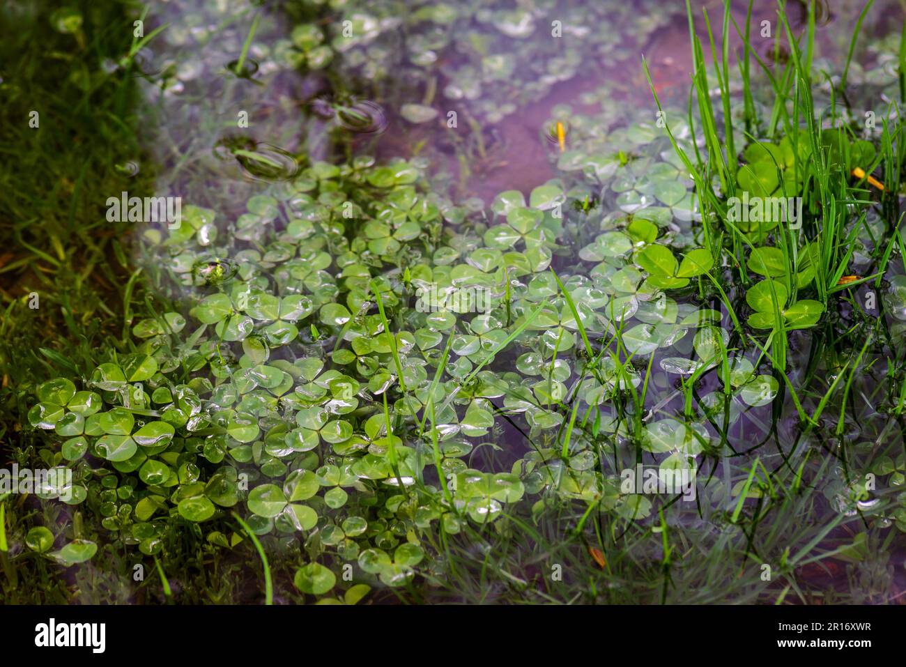 clover grows submerged under water green grass reflection puddle forest ...