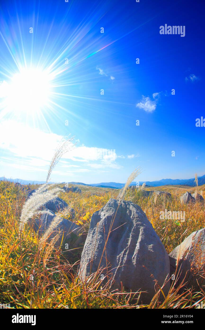 Limestone of Karst plateau , Japanese pampas grass , bright sunshine ...