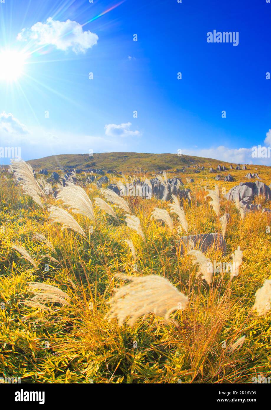 Limestone of Karst plateau, bright sunshine and Japanese pampas grass ...