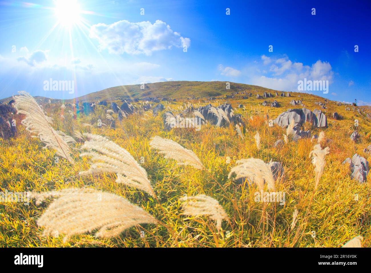 Limestone of Karst plateau, bright sunshine and Japanese pampas grass ...