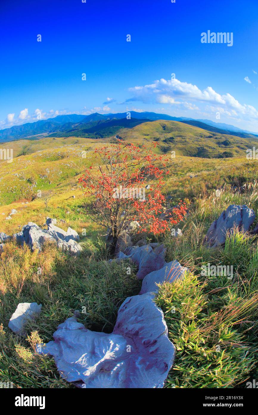Persimmon trees and mountain ranges such as mount Gongenyama and Karst ...