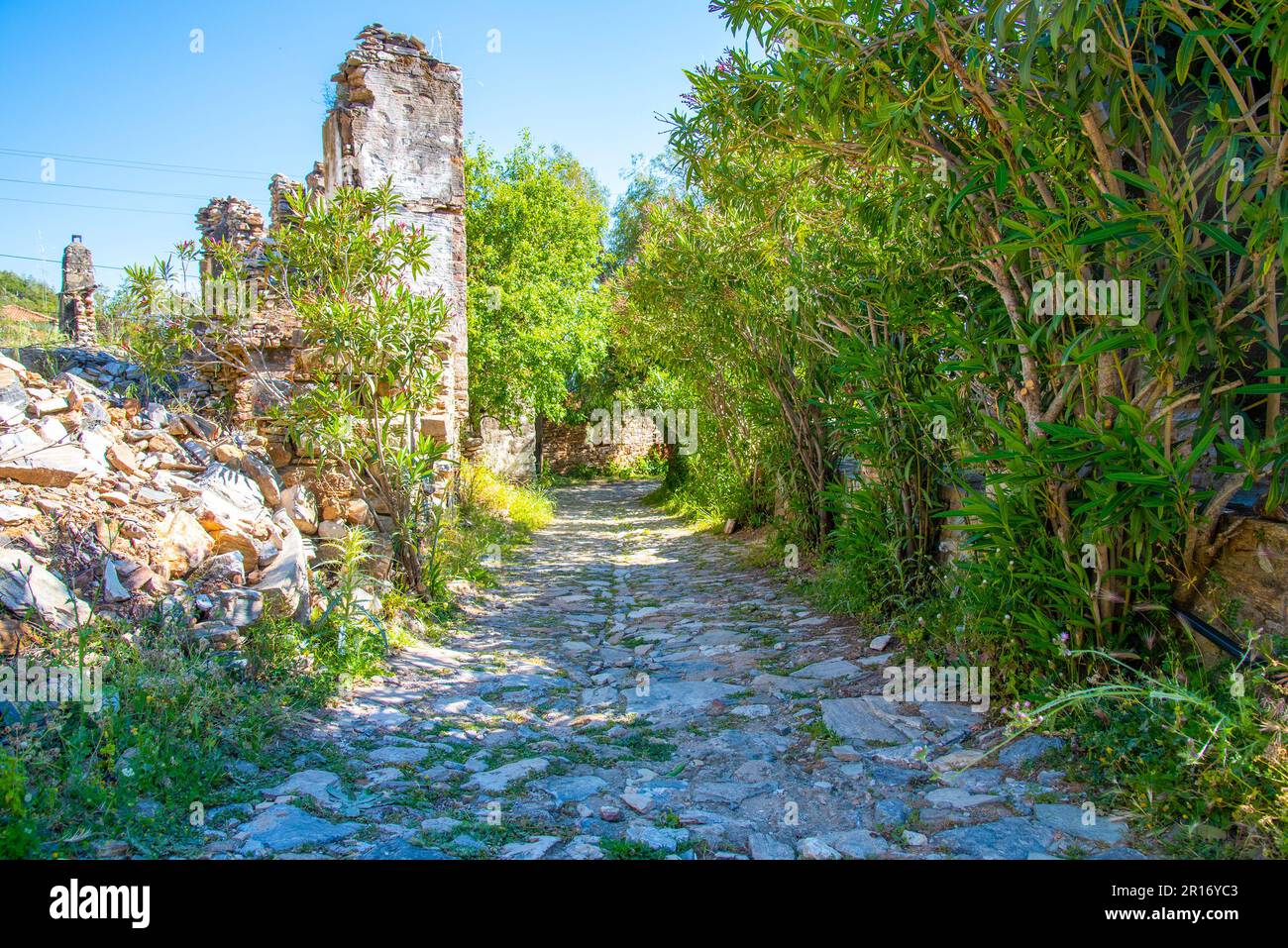 An empty sandy path with rocks in a green forest with lots of trees ...
