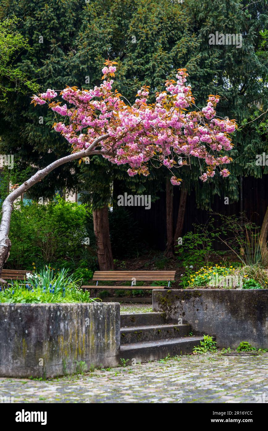 Flowering cherry tree, Old Town, Zurich, Switzerland Stock Photo - Alamy
