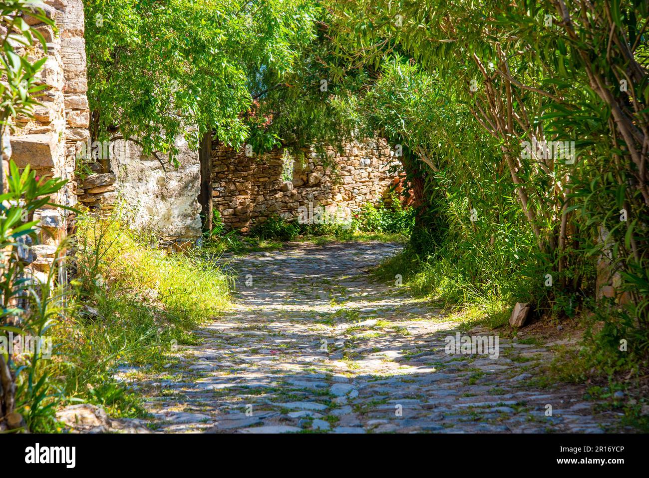 An empty sandy path with rocks in a green forest with lots of trees ...