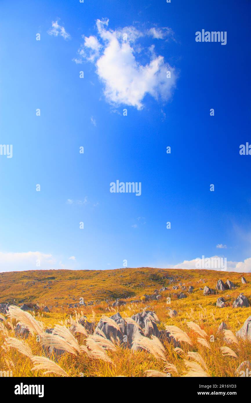 Soft fluffy clouds , Japanese pampas grass and limestones of Karst ...
