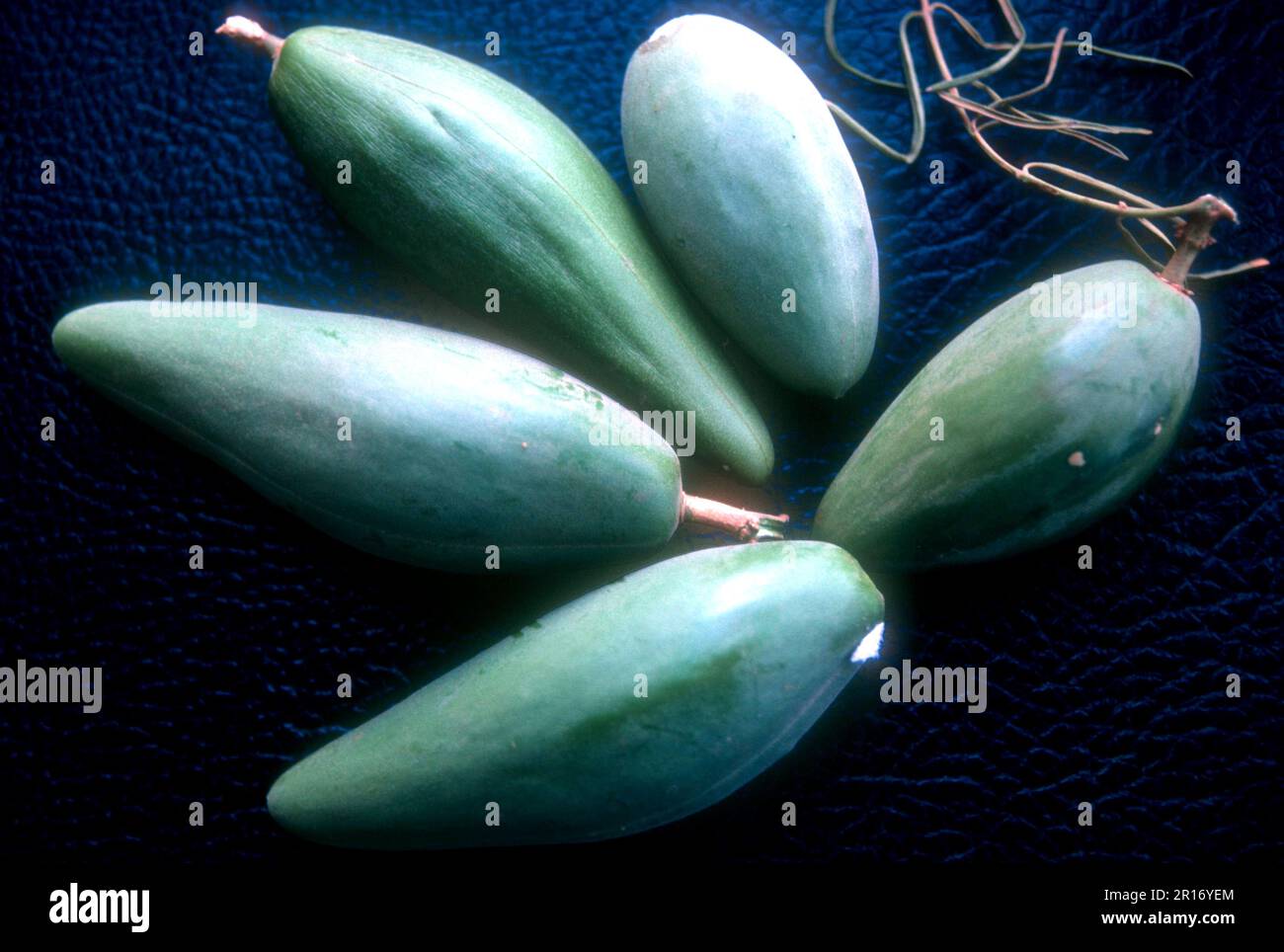 Xylomelum pyriforme, commonly known as the woody pear, native to ...