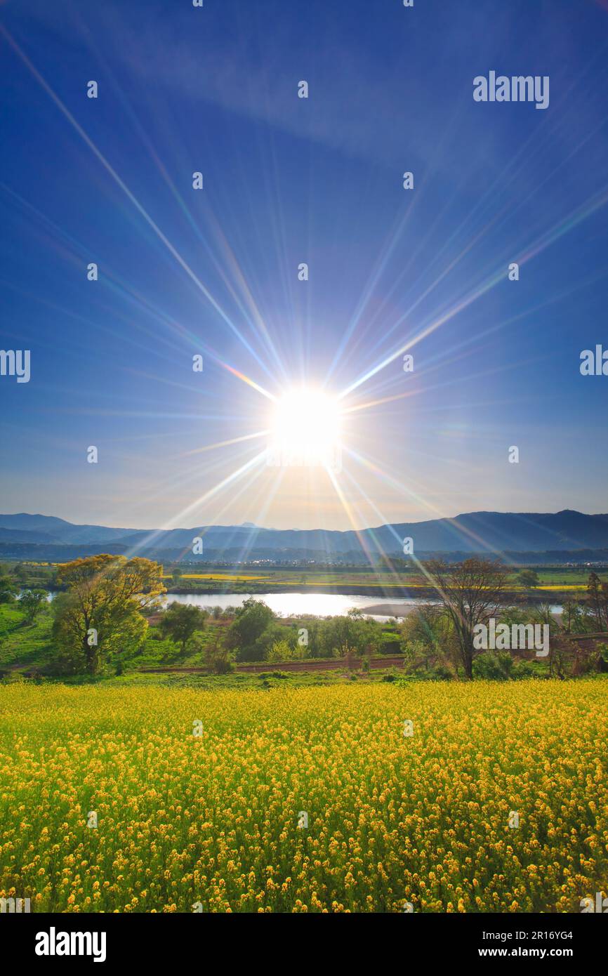 Shaft of light from the sun, rape field and the Chikuma River Stock ...