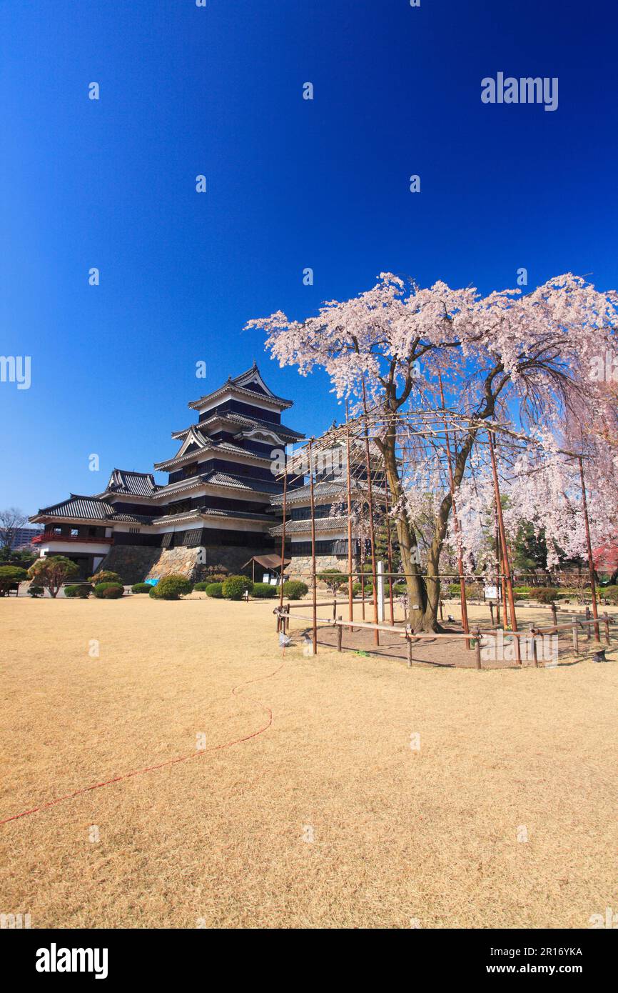 Komatsunagi cherry tree and a Matsumoto castle Stock Photo - Alamy