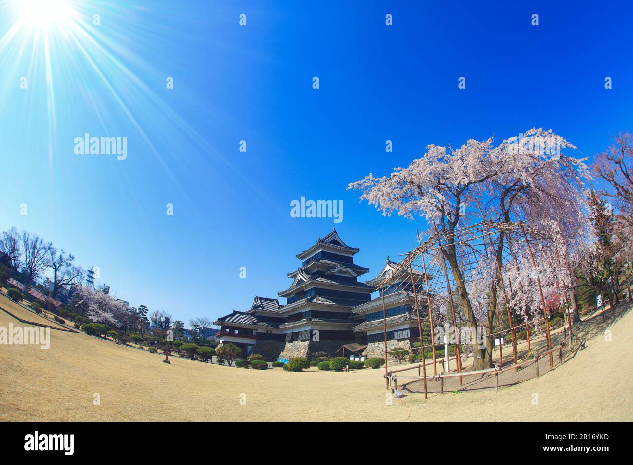 Komatsunagi cherry tree and a Matsumoto castle Stock Photo - Alamy