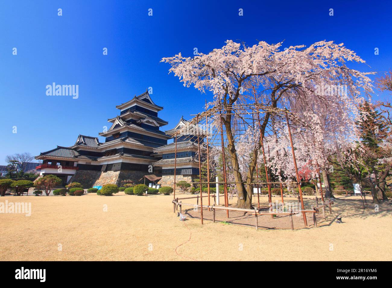 Komatsunagi cherry tree and a Matsumoto castle Stock Photo - Alamy