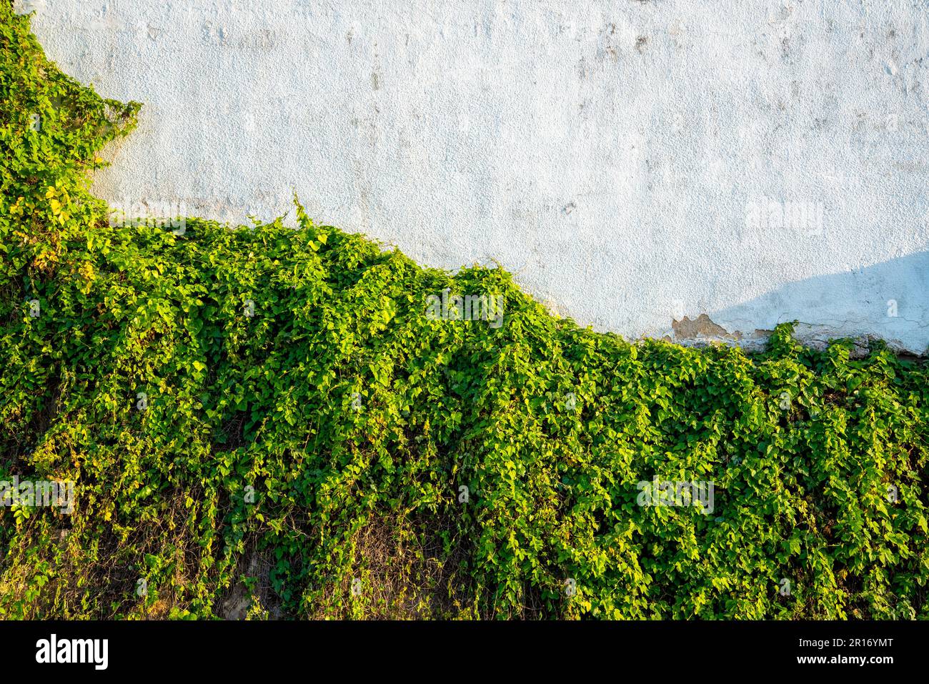 White wall and greenery. Ivy plants. Vines on poles on white background ...