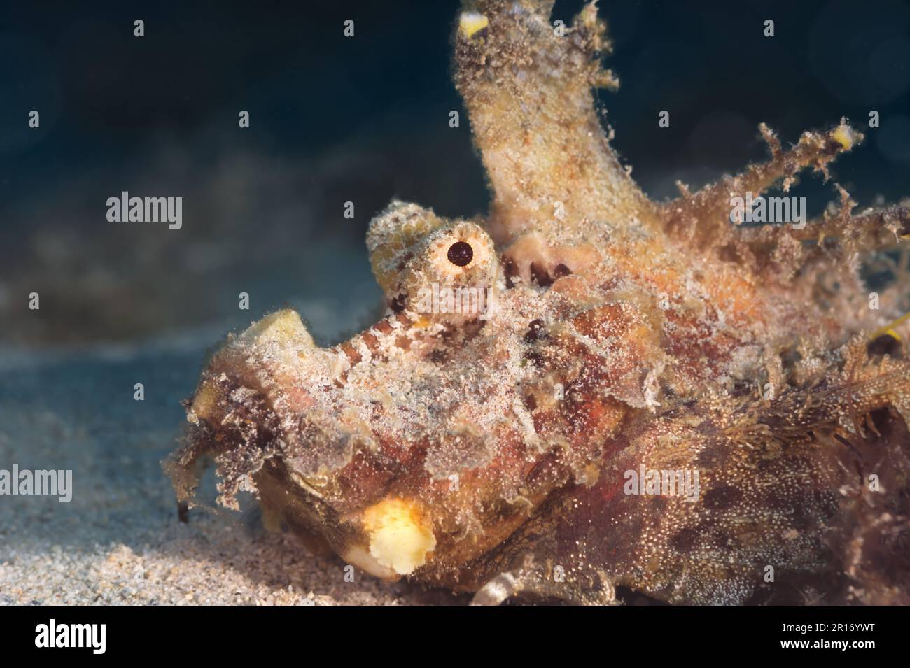 A close-up of an Inimicus filamentosus, belonging to the family of the ...