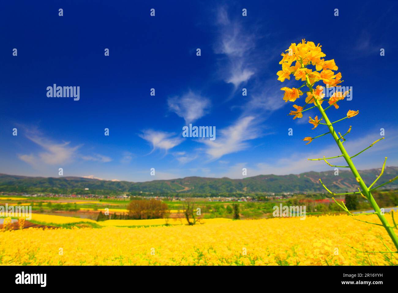 Mount Myoko, Chikuma river and brocolini fields Stock Photo - Alamy