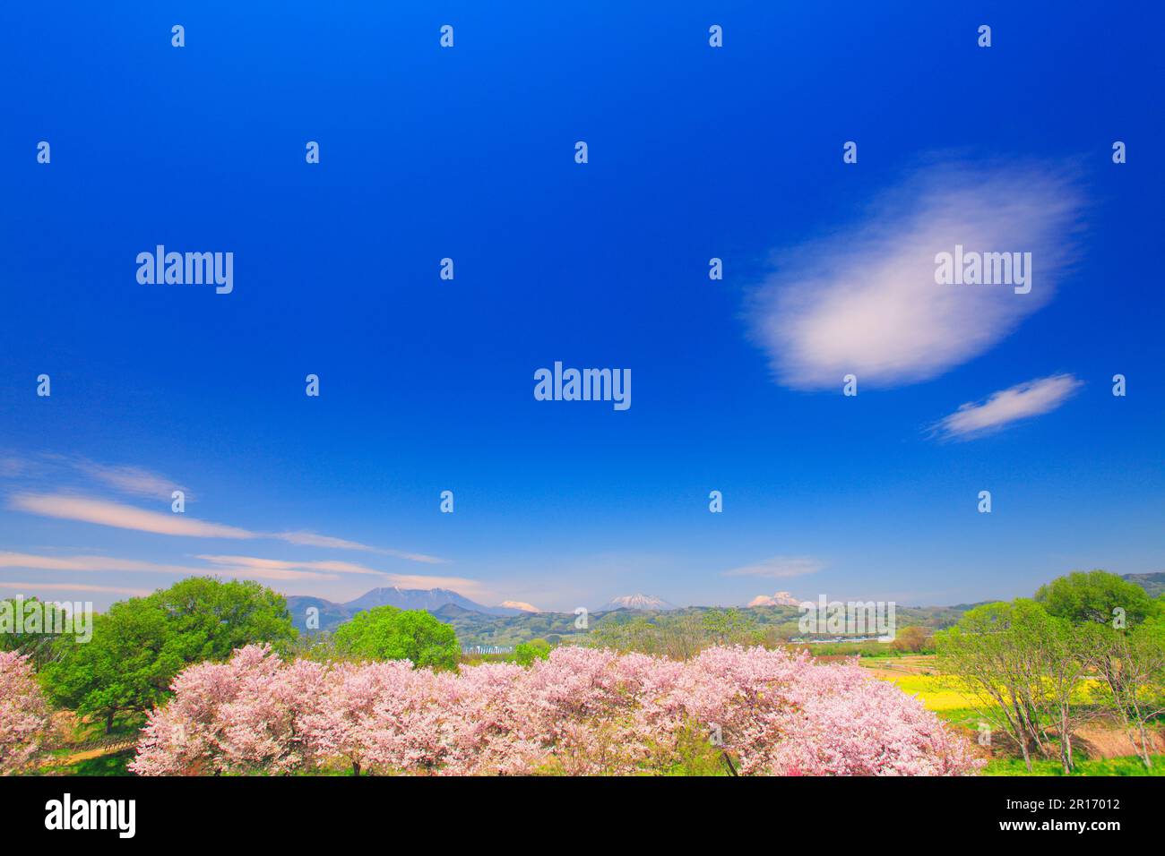 Two cherry blossom trees Stock Photo - Alamy