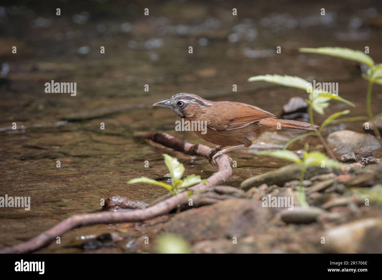 grey-throated babbler is a species of passerine bird in the Old World ...